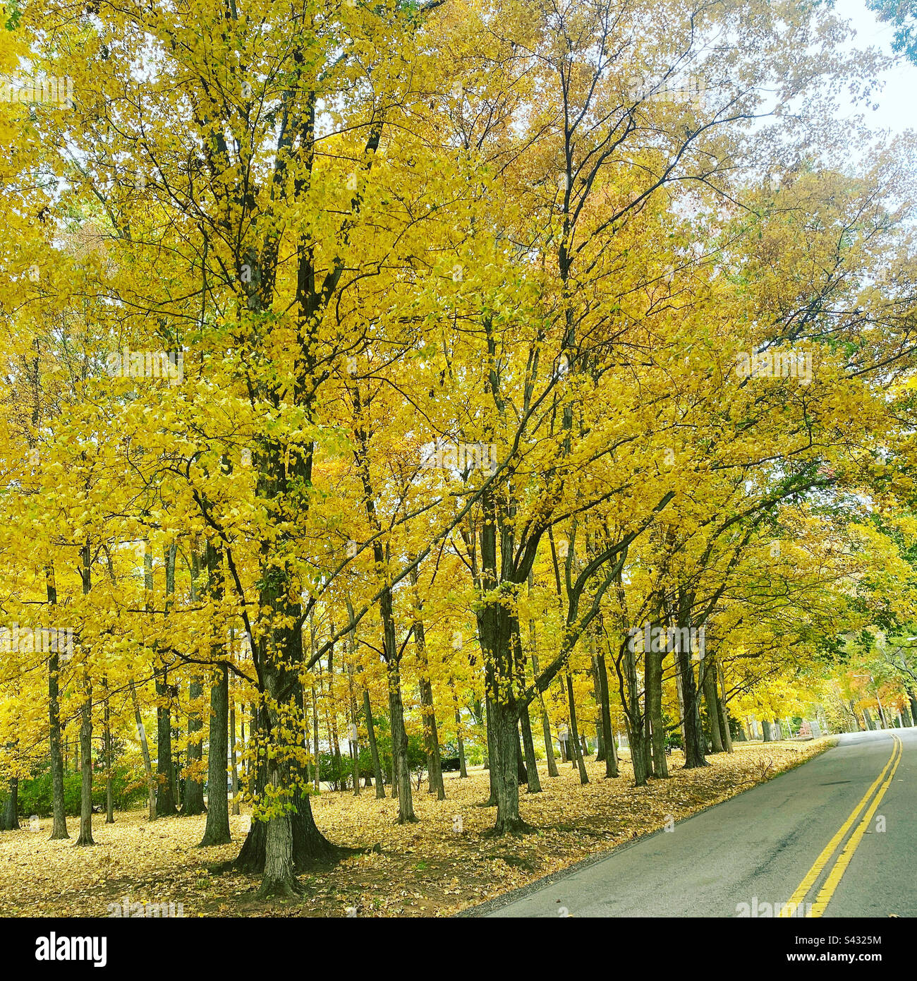 Tennessee leaves hi-res stock photography and images - Alamy