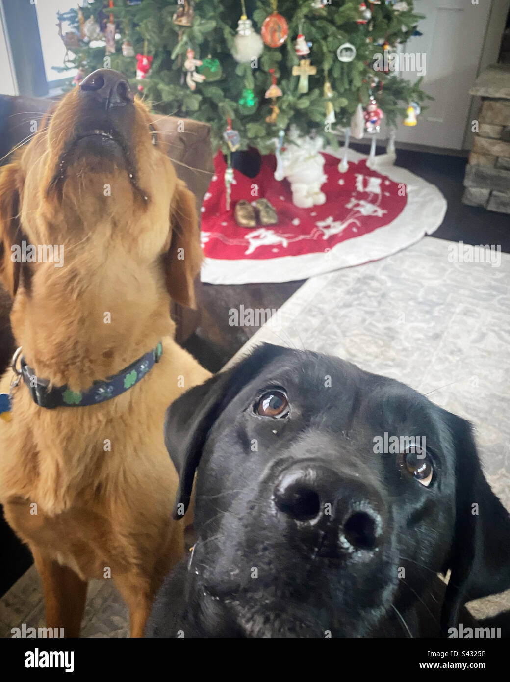 Golden retriever labrador hi-res stock photography and images - Alamy