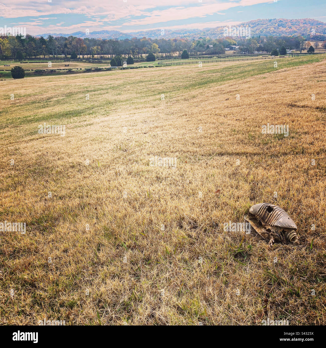 Dead animal photos hi-res stock photography and images - Alamy