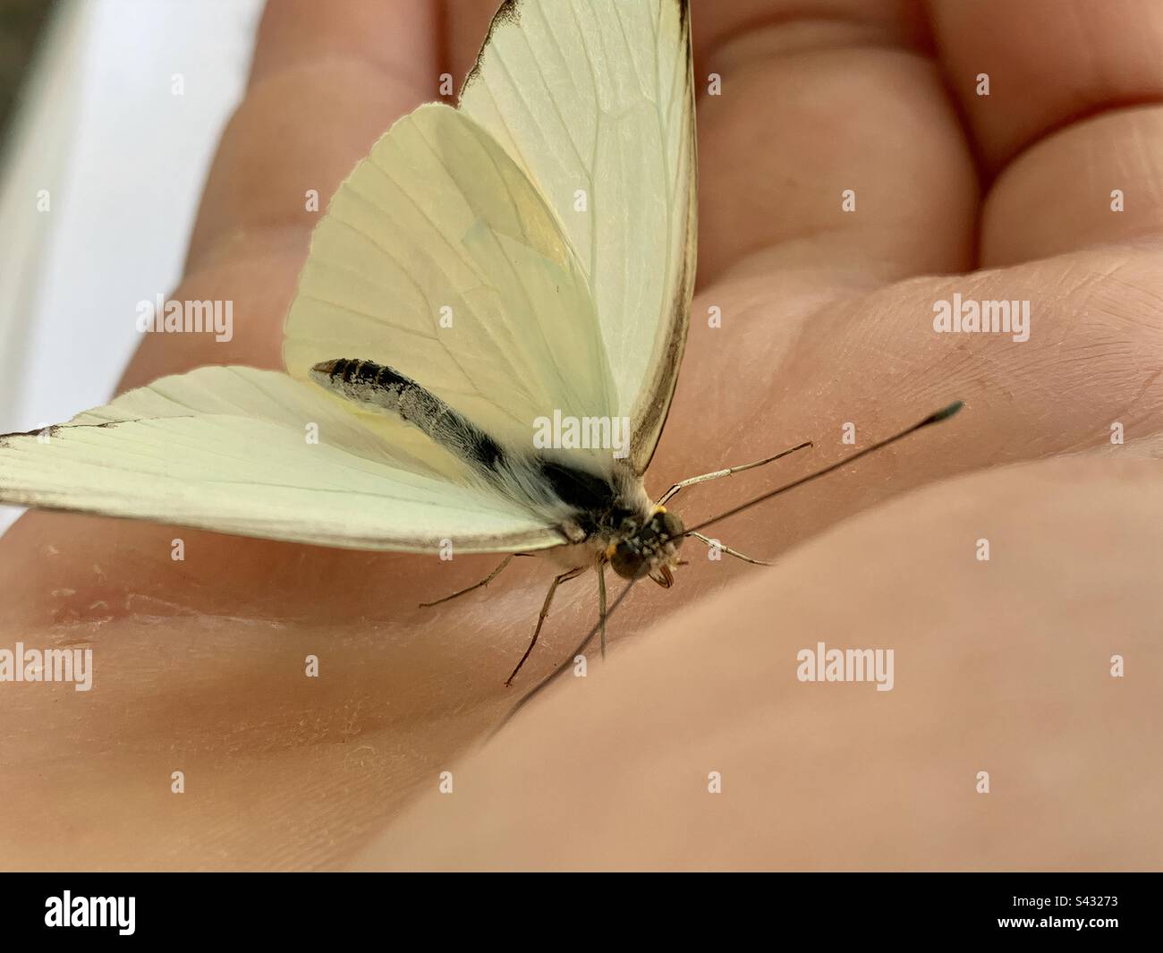 Light yellow butterfly hi-res stock photography and images - Alamy
