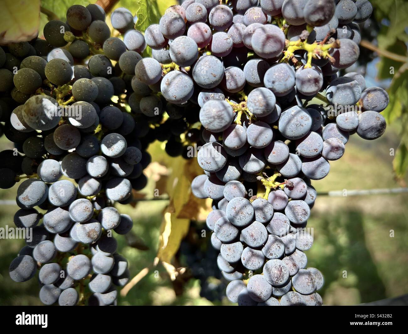 closeup horizontal Red wine grapes Yarra Valley, Australia Stock Photo ...