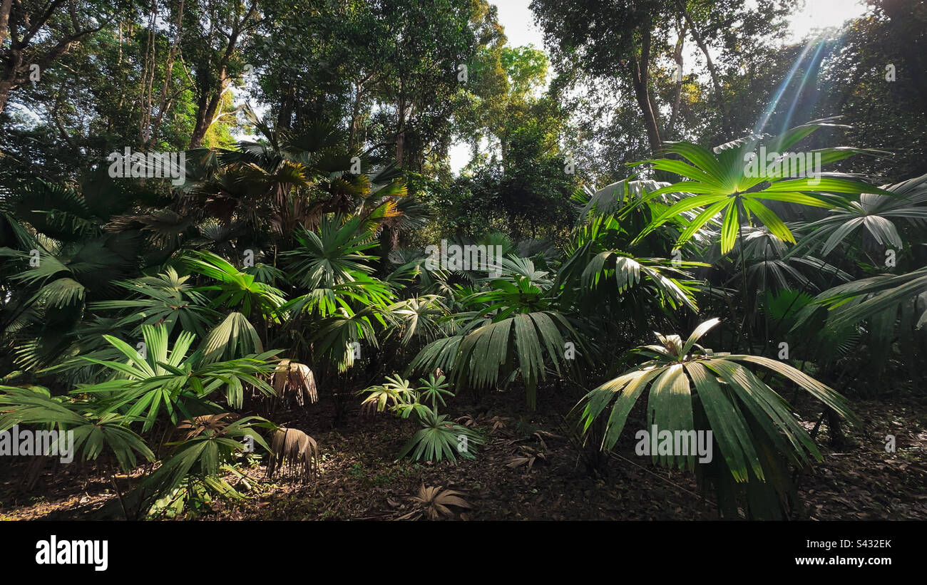 Huge leaves of toquilla palm under rays of the sun in rainforest Stock ...