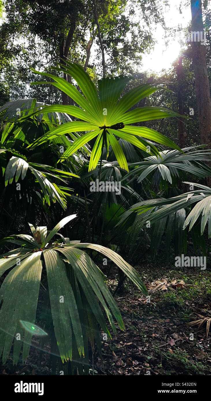 Huge leaves of toquilla palm under rays of the sun in rainforest Stock ...