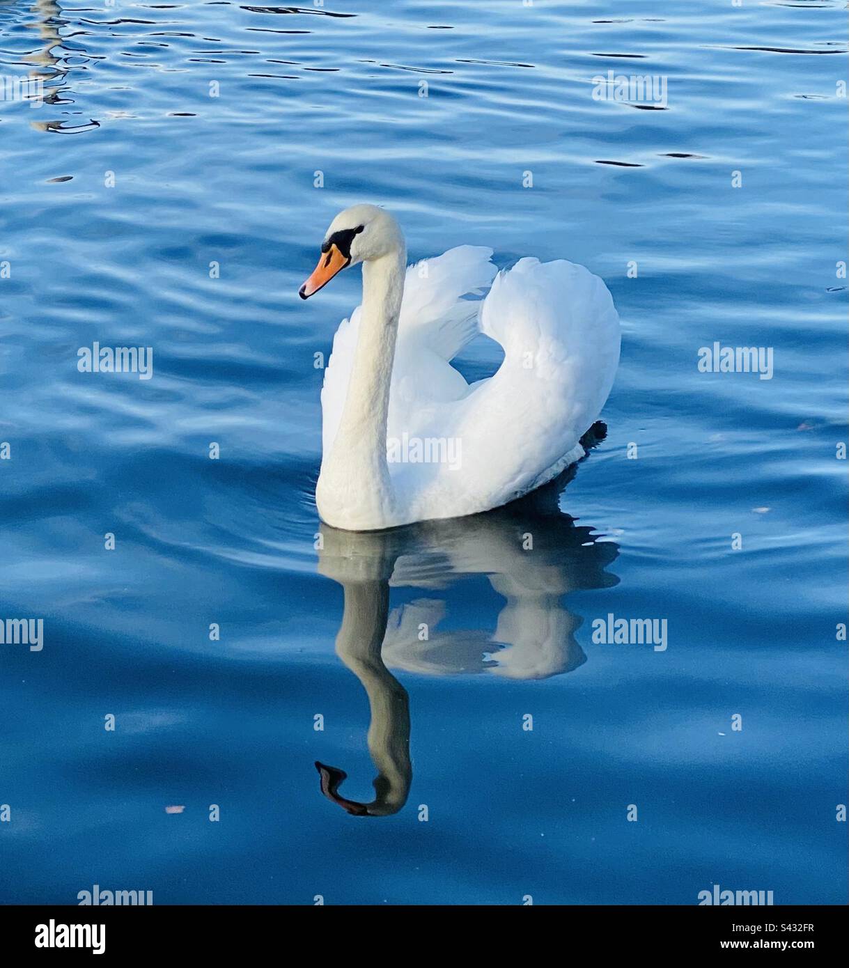 Cigno hi-res stock photography and images - Alamy