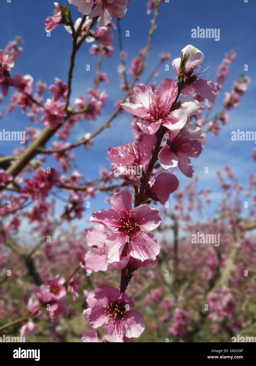 Peach blossoms tree hi-res stock photography and images - Alamy