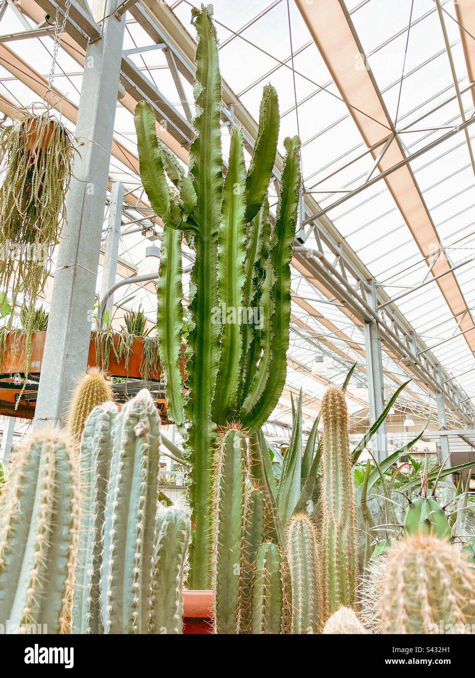 Cacti greenhouse hi-res stock photography and images - Alamy