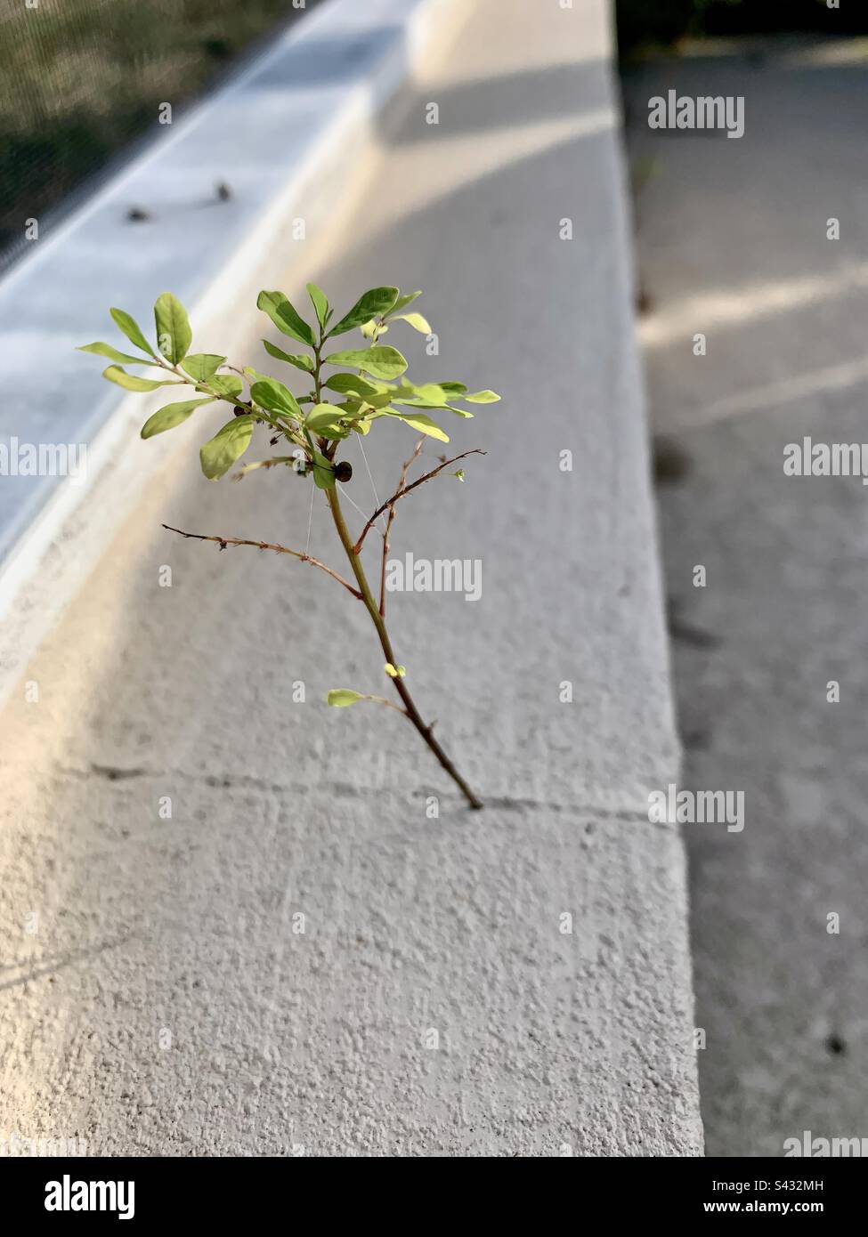 Concrete plants hi-res stock photography and images - Alamy