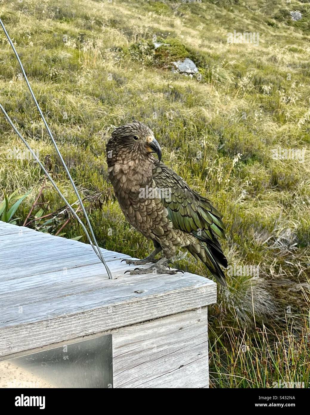 Kia parrot hi-res stock photography and images - Alamy