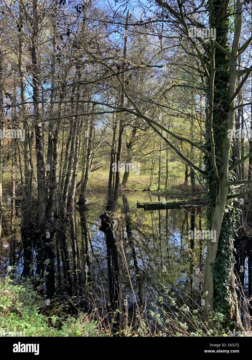 Trees and duck pond hi-res stock photography and images - Alamy