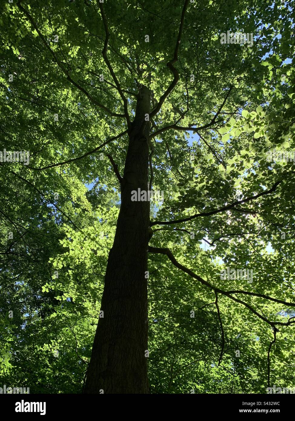Tree in full leaf Stock Photo - Alamy