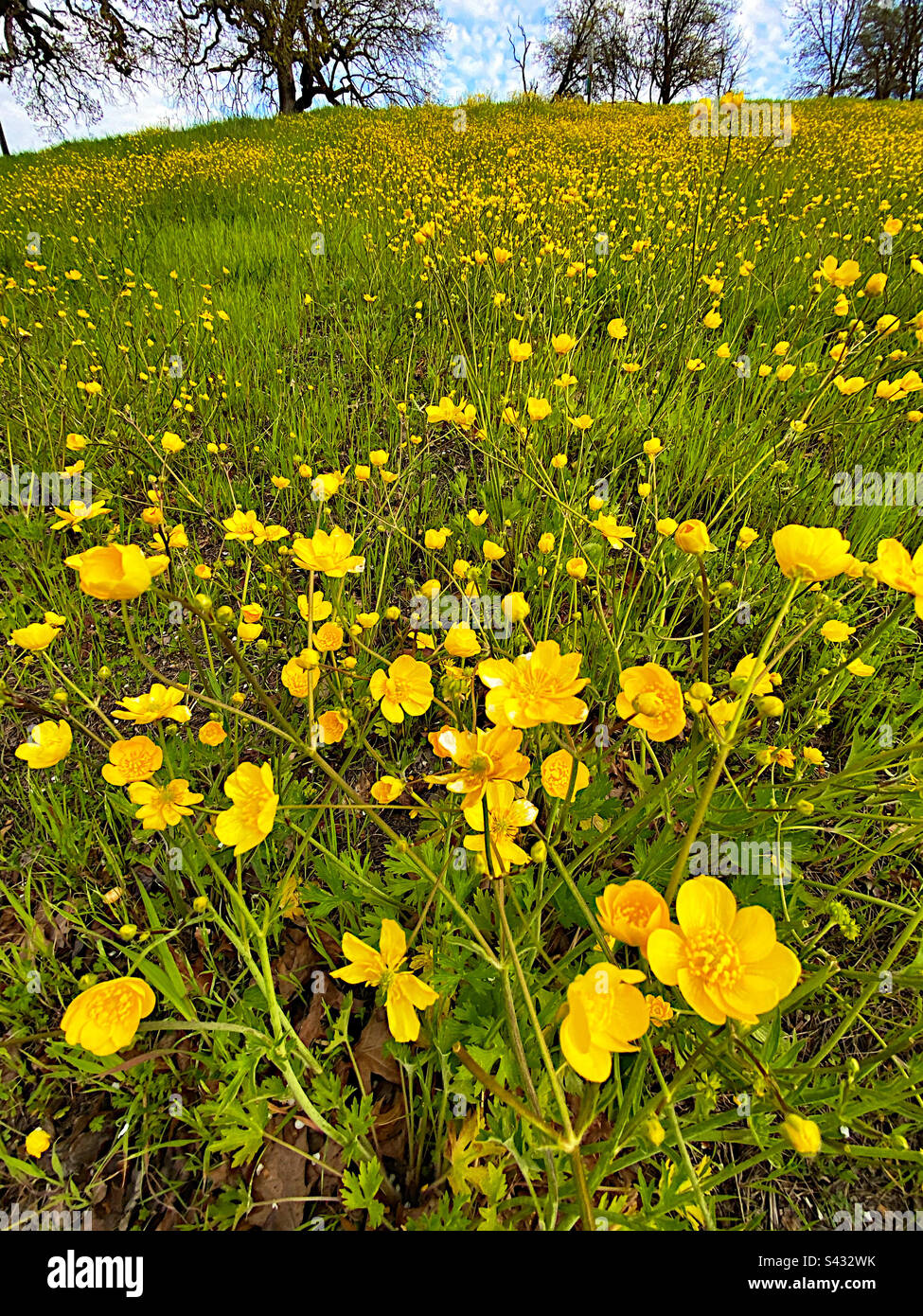Spring flowers on a hillside Stock Photo - Alamy