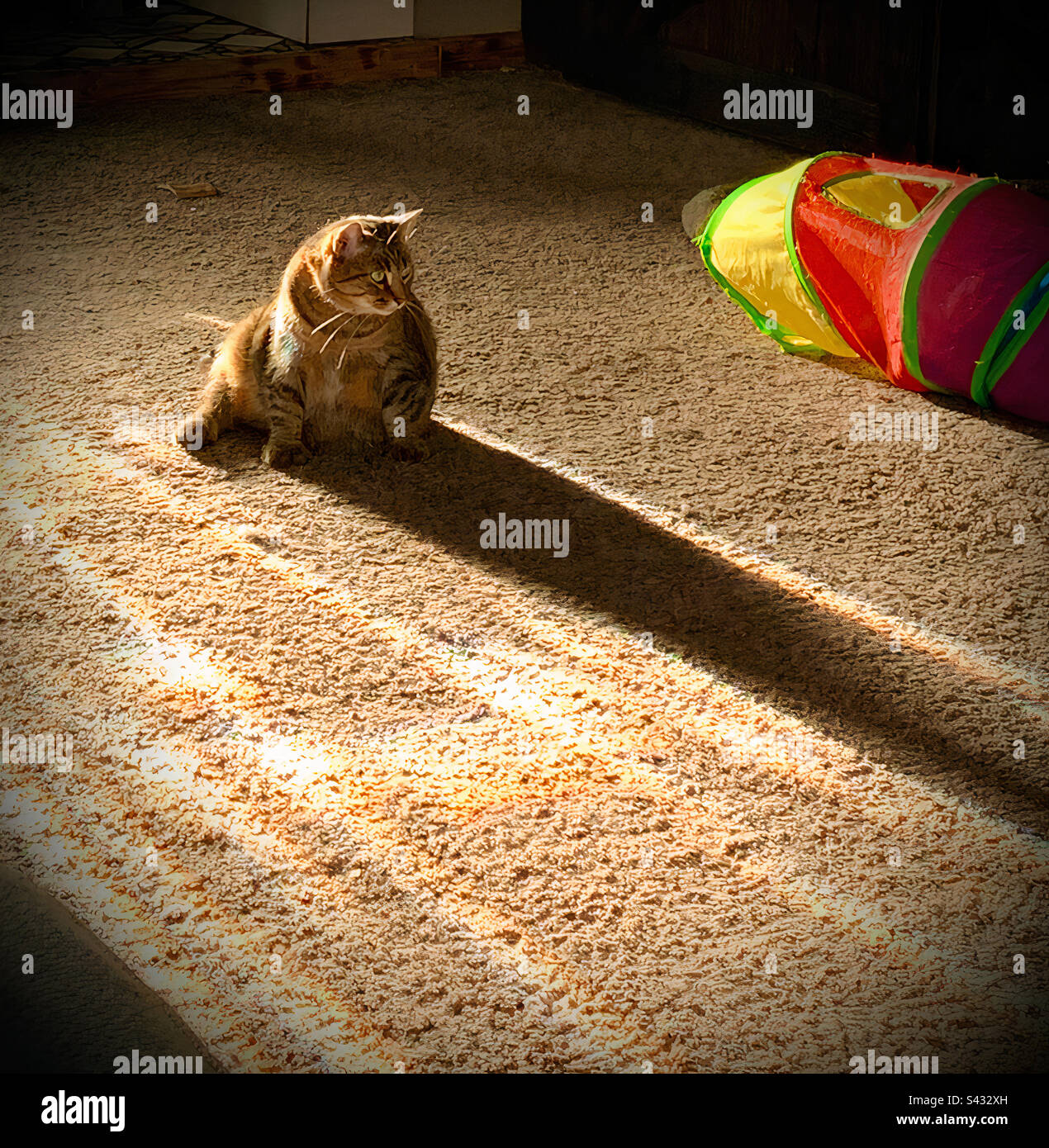 Cat light rays hi-res stock photography and images - Alamy