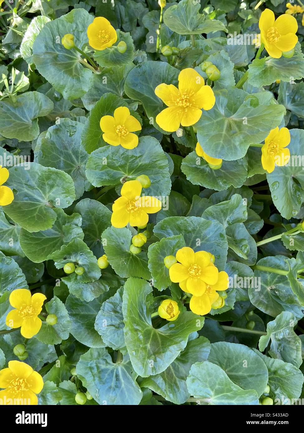 Pond plant hi-res stock photography and images - Alamy