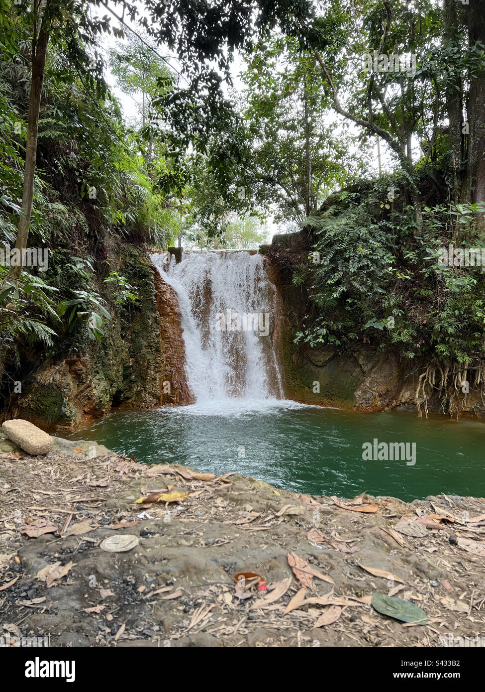 Rainforest water colour hi-res stock photography and images - Alamy