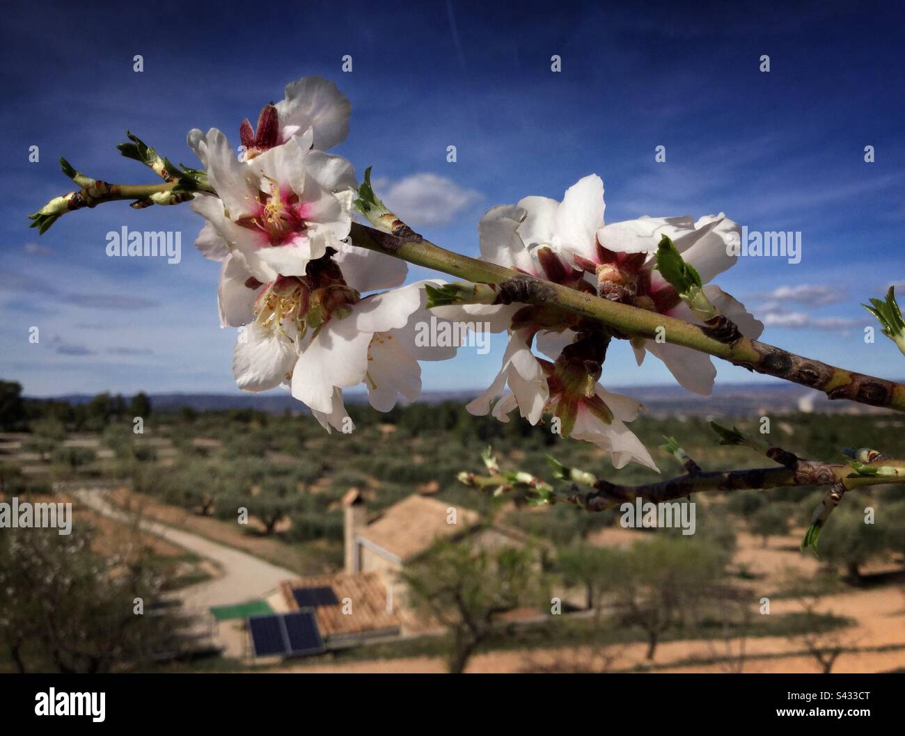 Almond tree almonds spain hi-res stock photography and images - Alamy