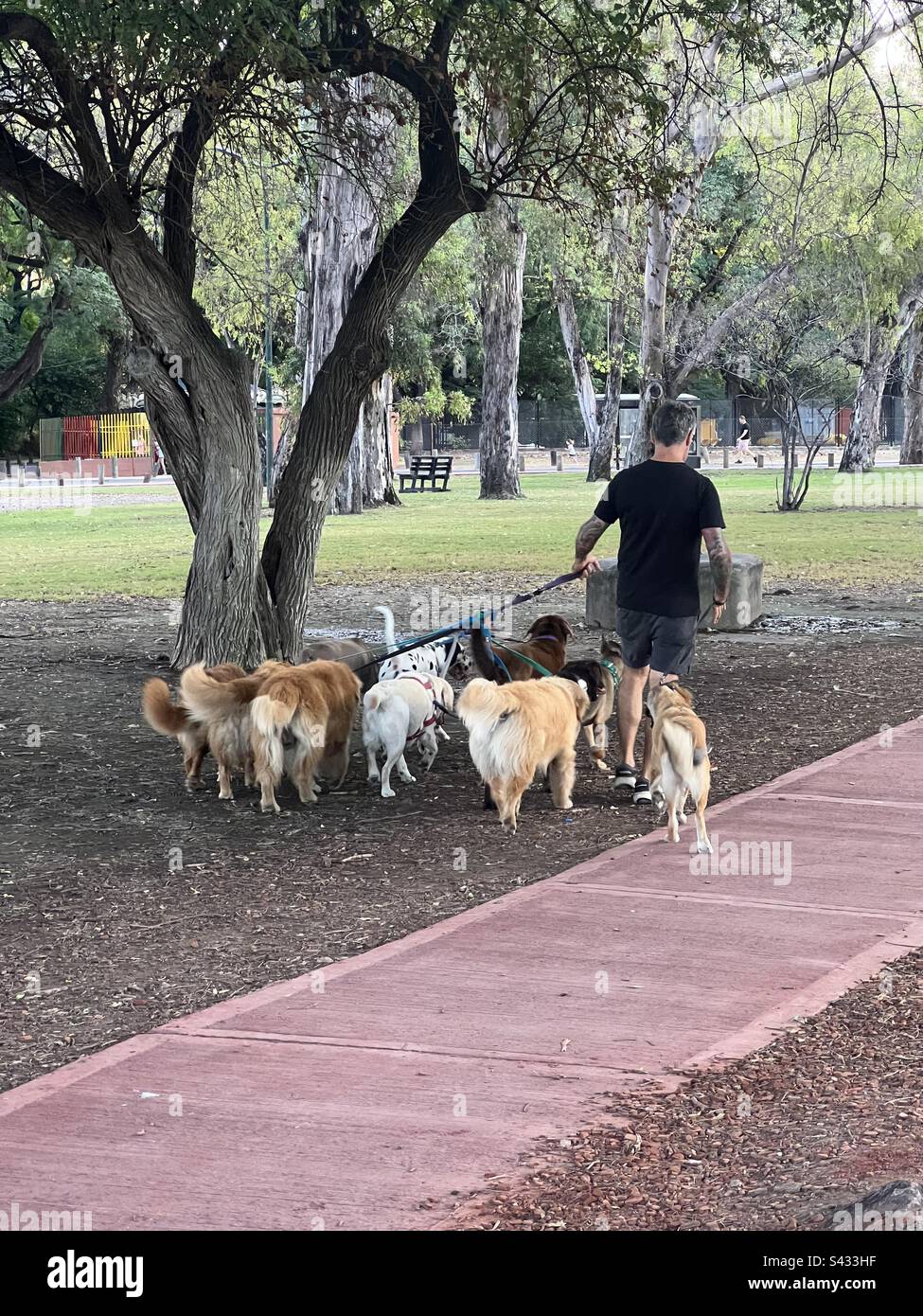 Multiple dogs hi-res stock photography and images - Alamy