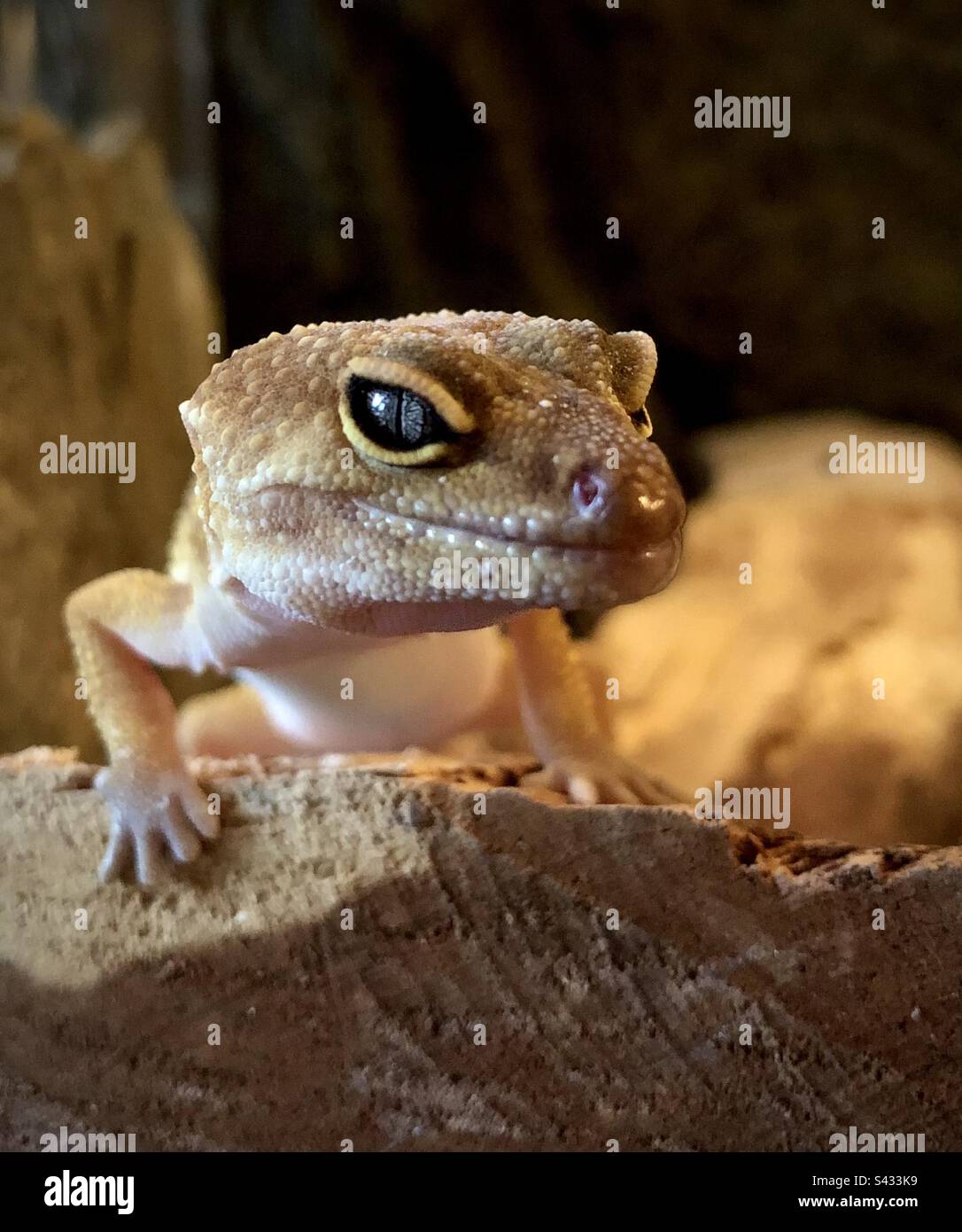 Leopard gecko reptile hi-res stock photography and images - Alamy