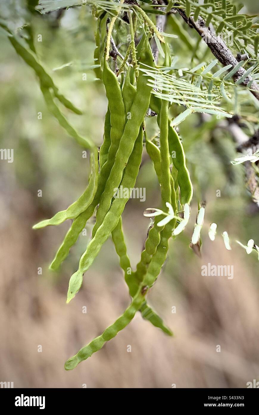 New seed pods hi-res stock photography and images - Alamy