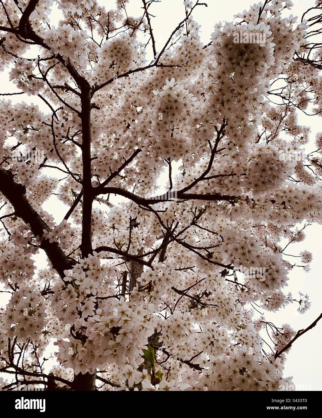 Looking up at a Blossom tree with pale pink colour and dark branches ...