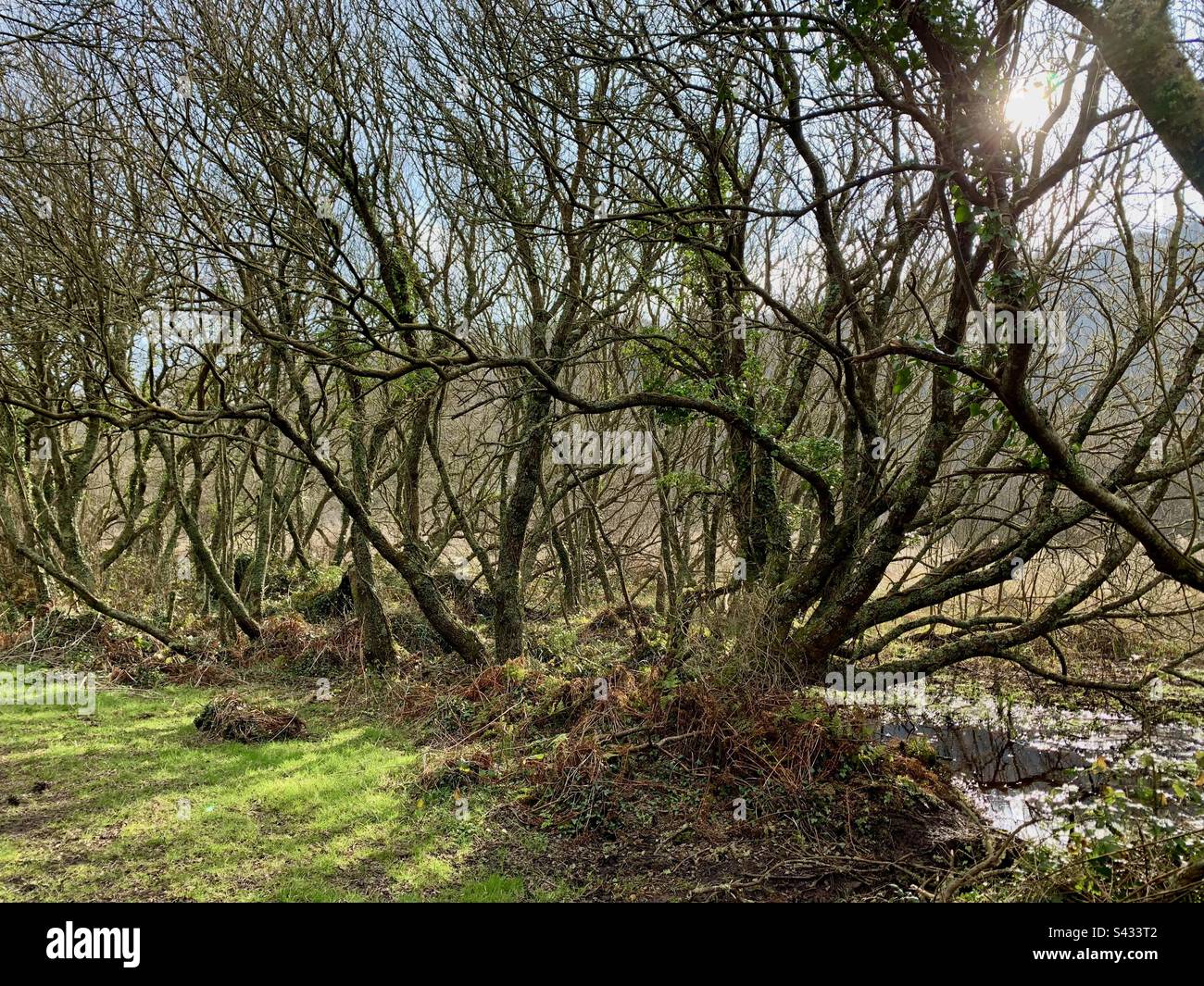 Weathered trees hi-res stock photography and images - Alamy