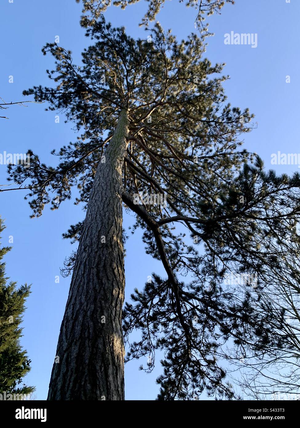 Tall pine tree hi-res stock photography and images - Alamy