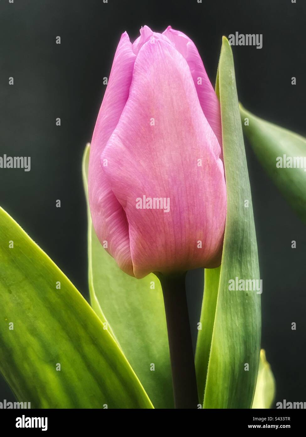 Tulip flower head Stock Photo - Alamy
