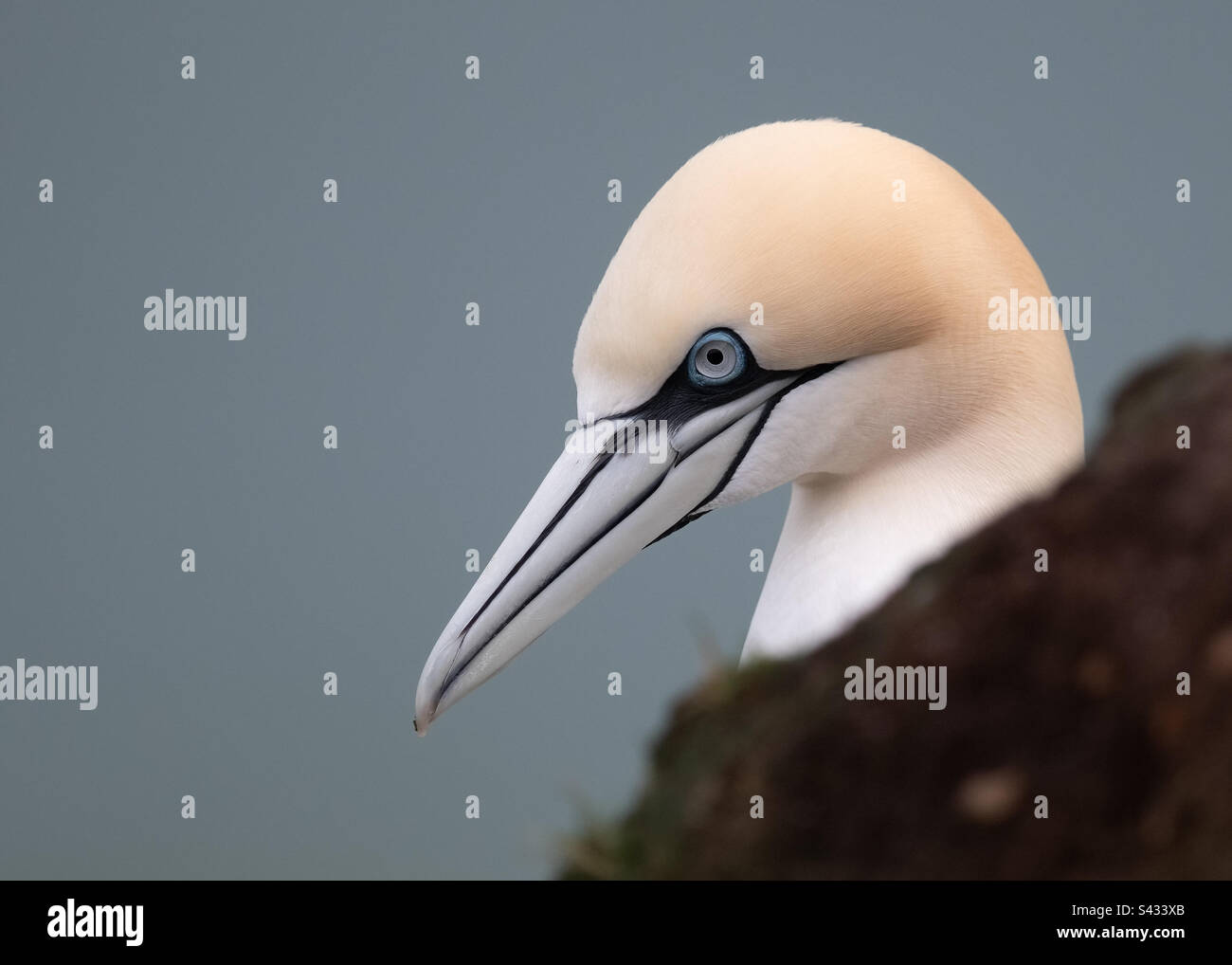 Gannet image hi-res stock photography and images - Alamy