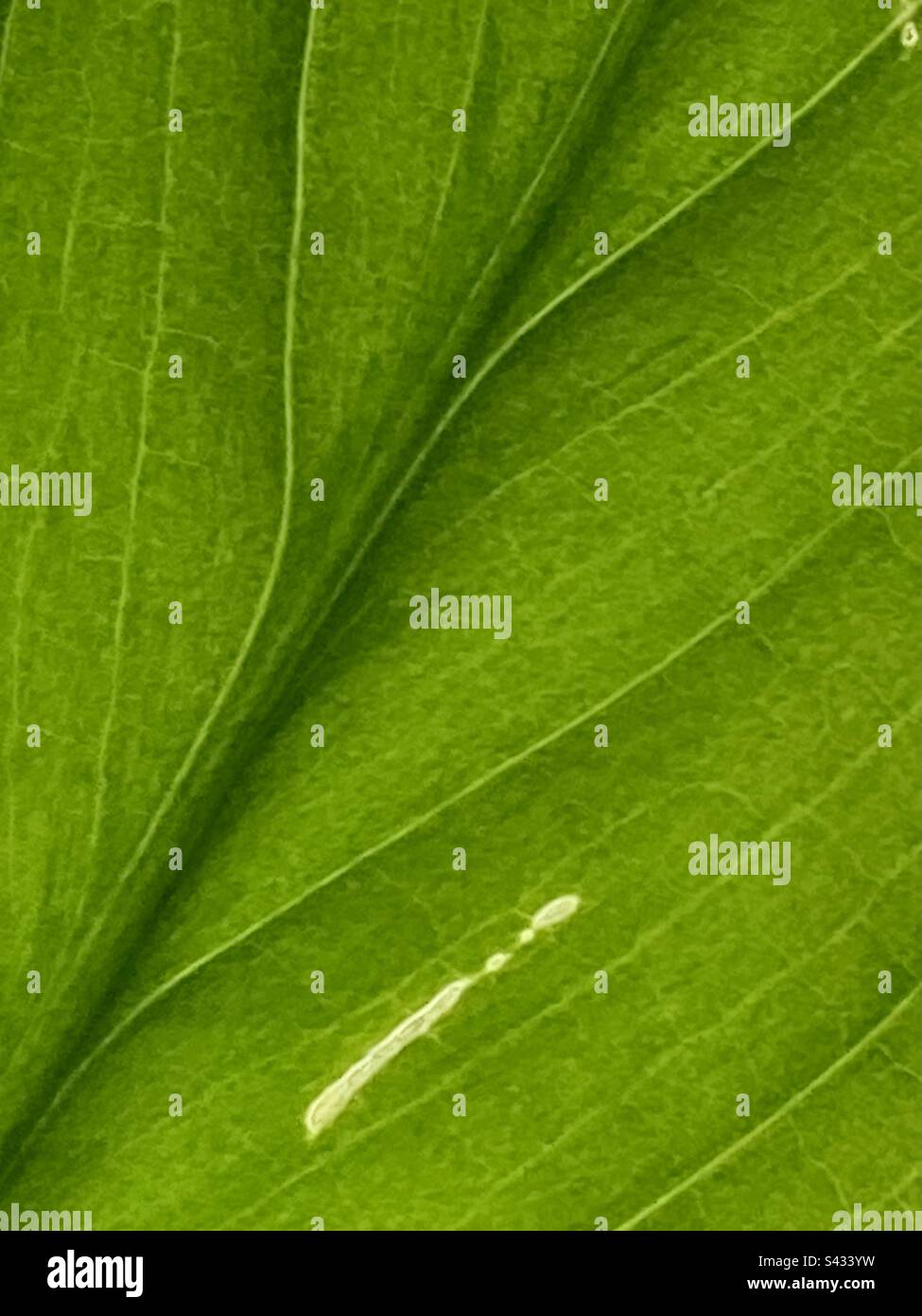 Lily leaf hi-res stock photography and images - Alamy