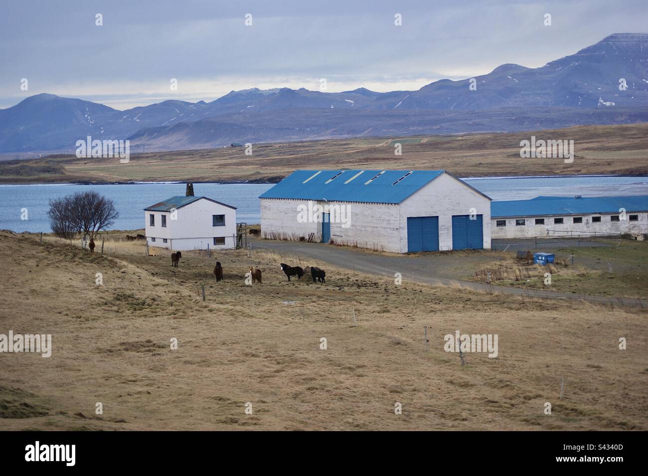 Traditional Icelandic farm Stock Photo - Alamy