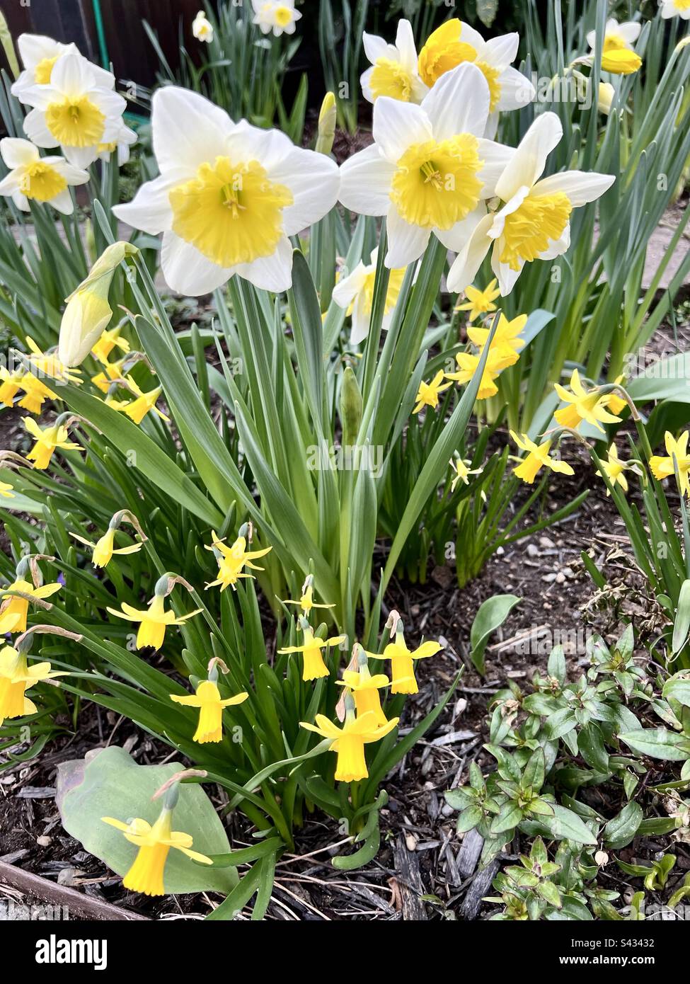 Tiny daffodils hi-res stock photography and images - Alamy