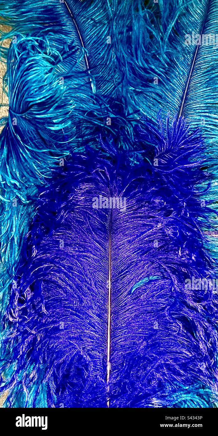 Vivid plumage hi-res stock photography and images - Alamy