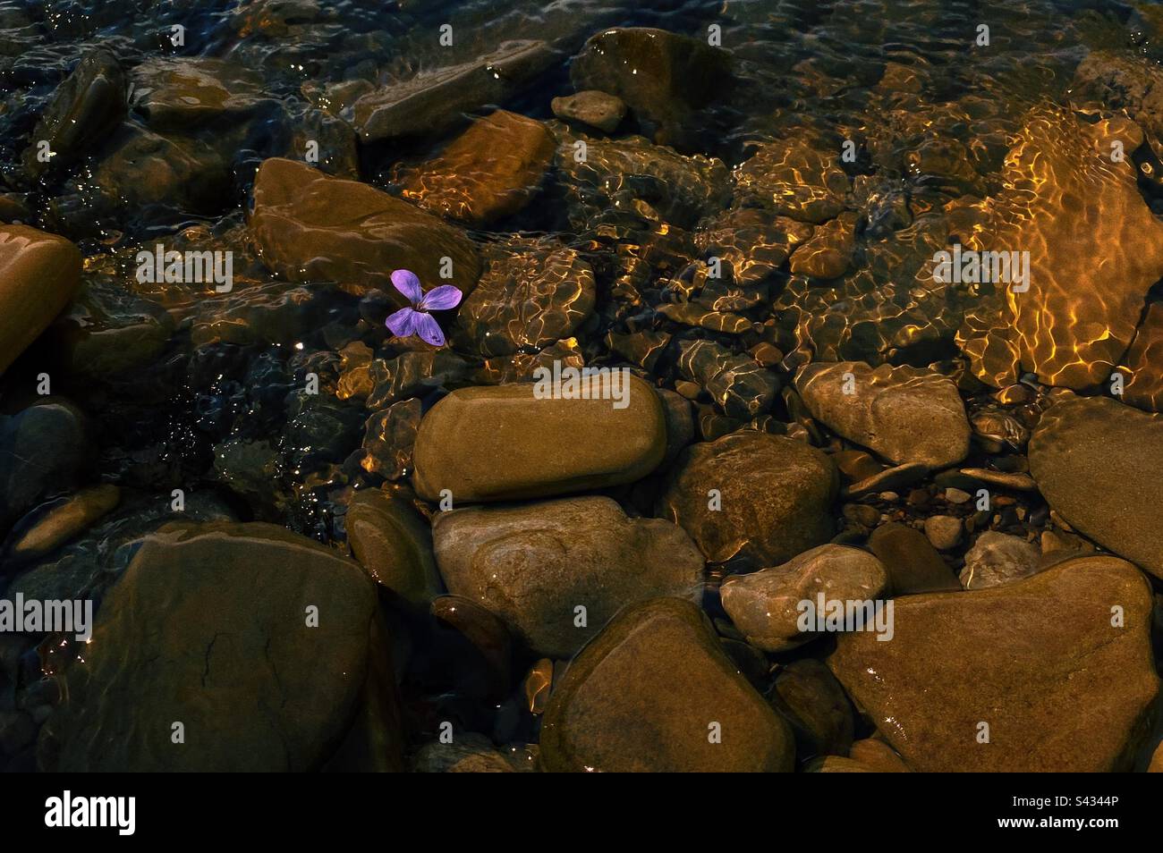 Lonely flower hi-res stock photography and images - Alamy