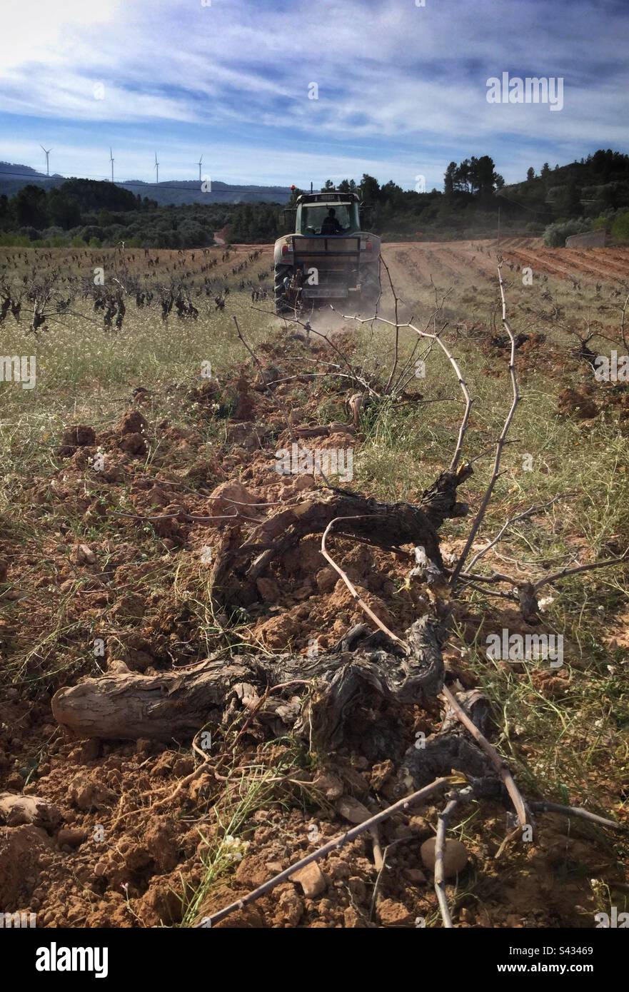 Removing grapevines in an old vineyard, Catalonia, Spain Stock Photo ...