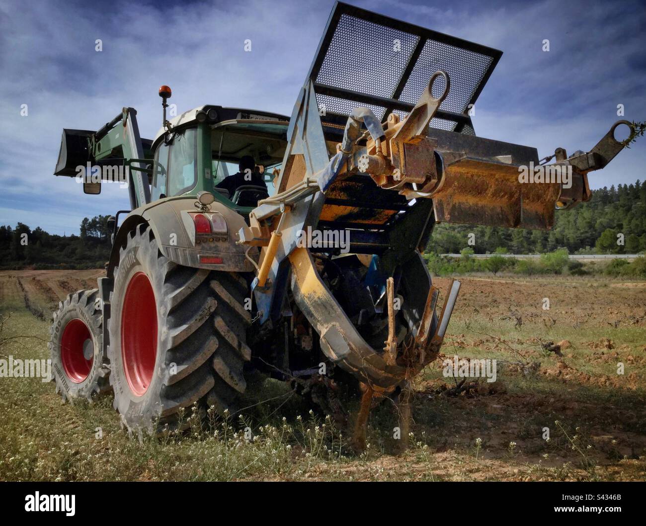 Removing grapevines in an old vineyard, Catalonia, Spain Stock Photo ...