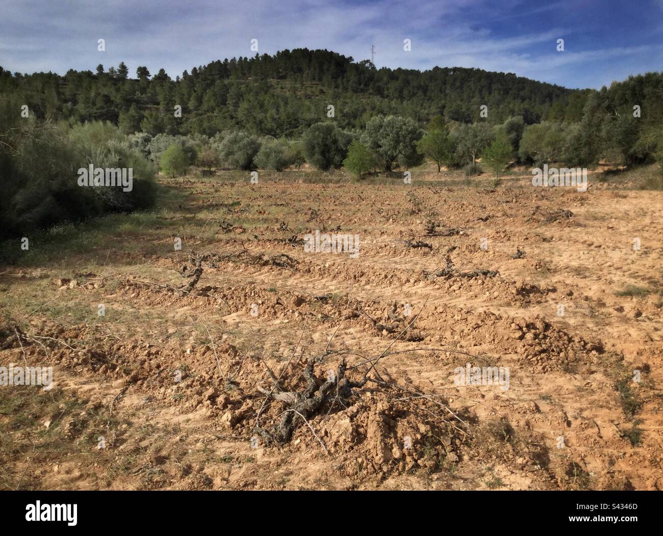 Removing grapevines in an old vineyard, Catalonia, Spain Stock Photo ...