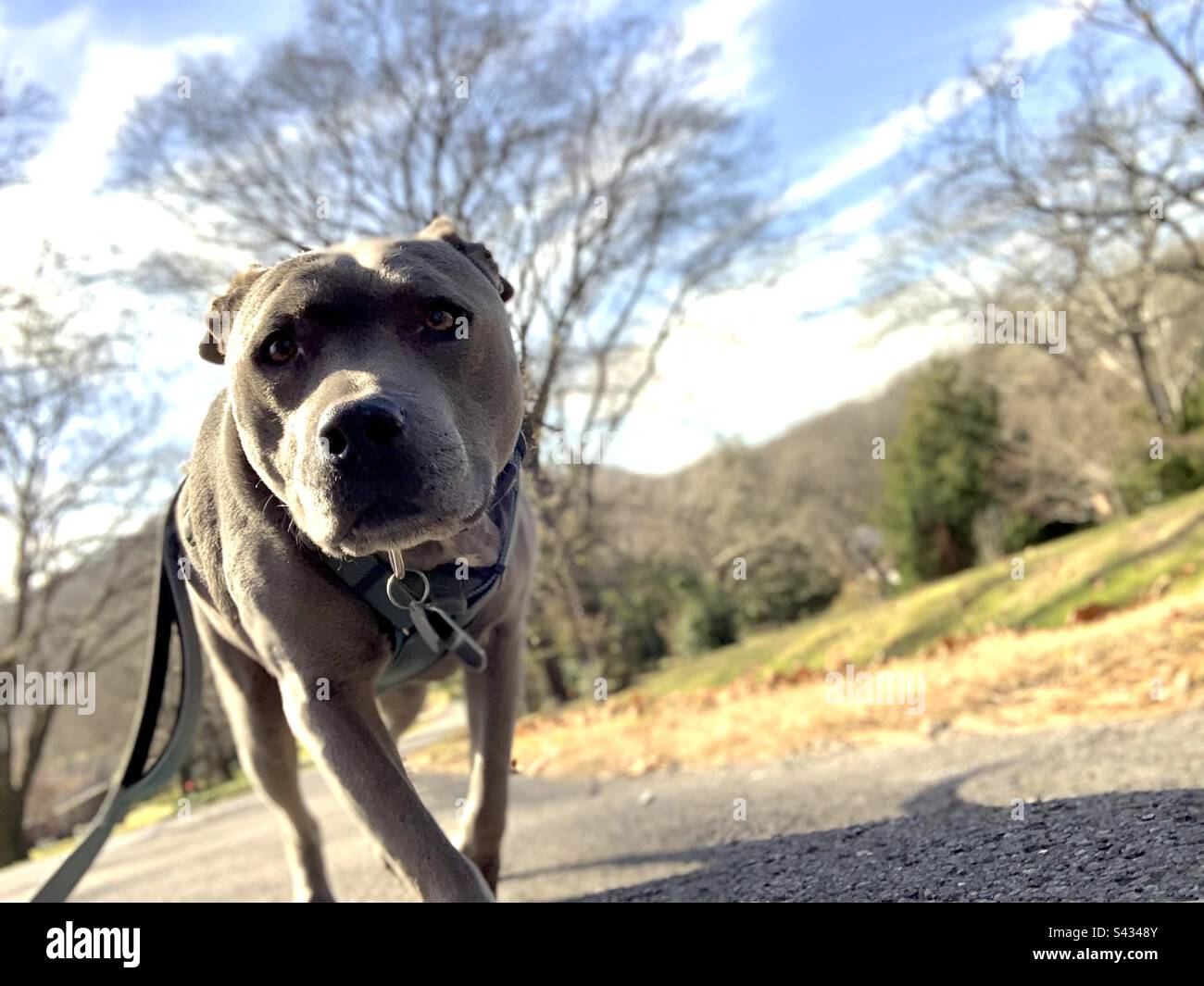 Pit bull photos hi-res stock photography and images - Alamy