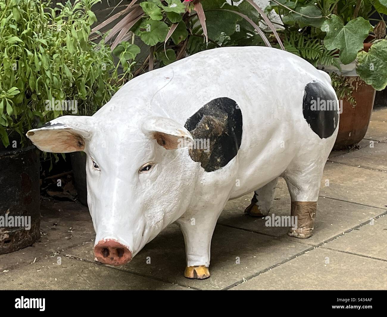 Spotted pig hi-res stock photography and images - Alamy