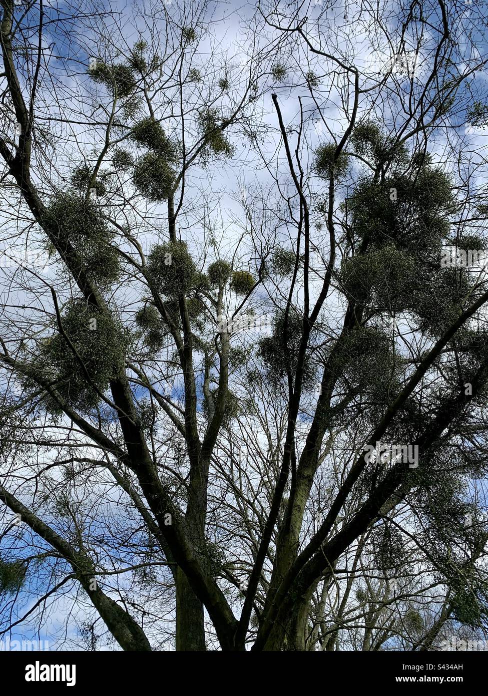 Mistletoe high hi-res stock photography and images - Alamy