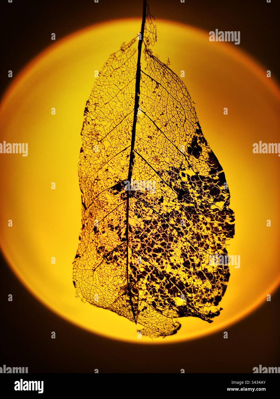 Abstract skeleton hi-res stock photography and images - Alamy