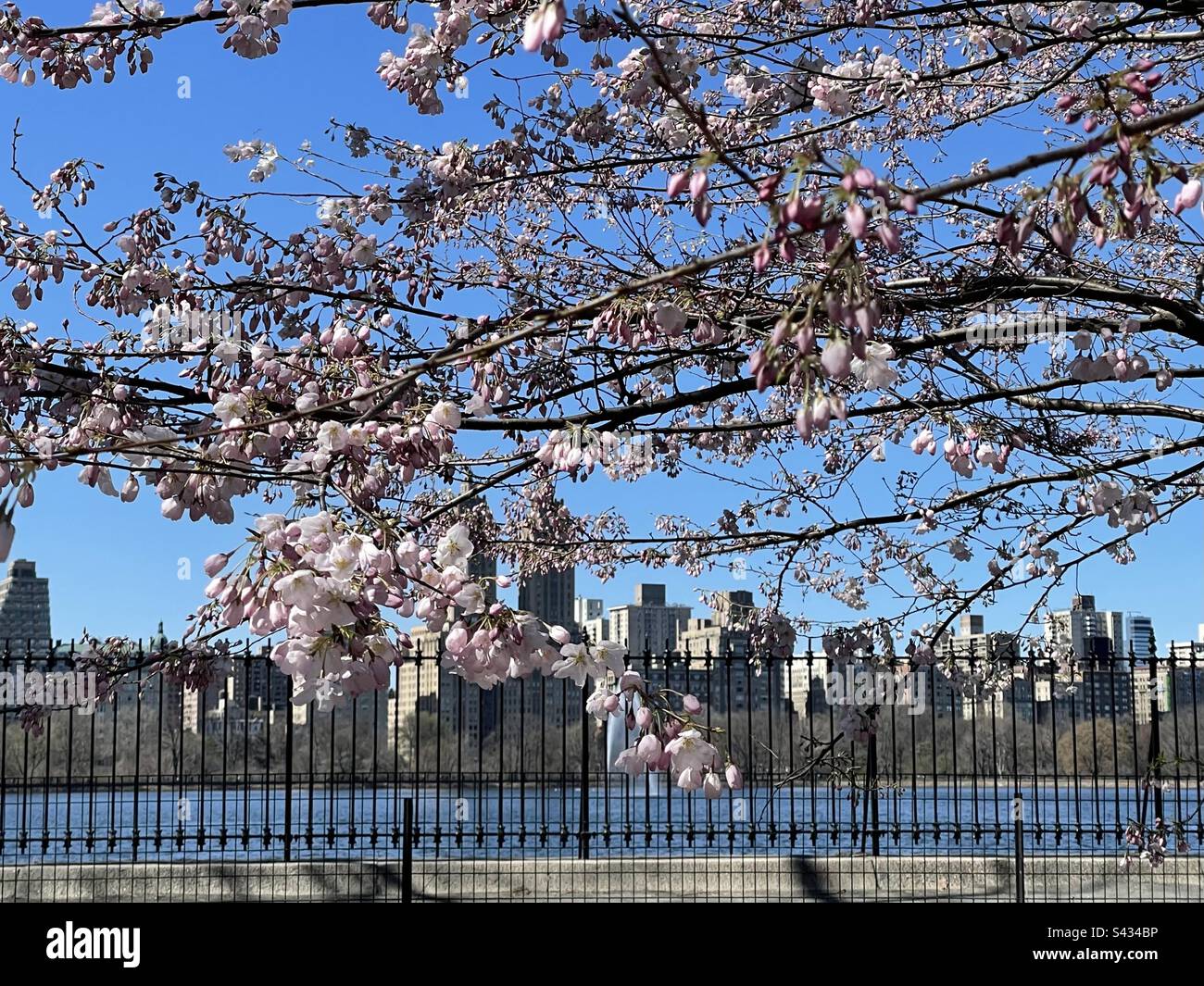 Central park reservoir spring hi-res stock photography and images - Alamy