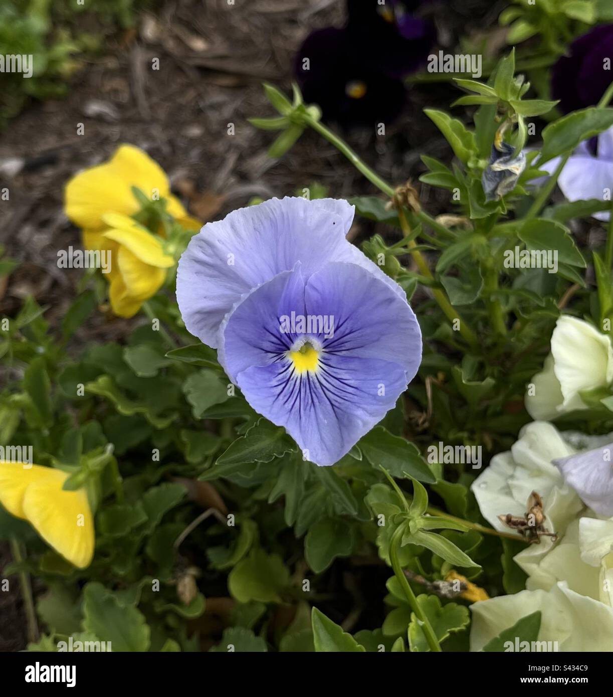 Blue light blue hi-res stock photography and images - Alamy