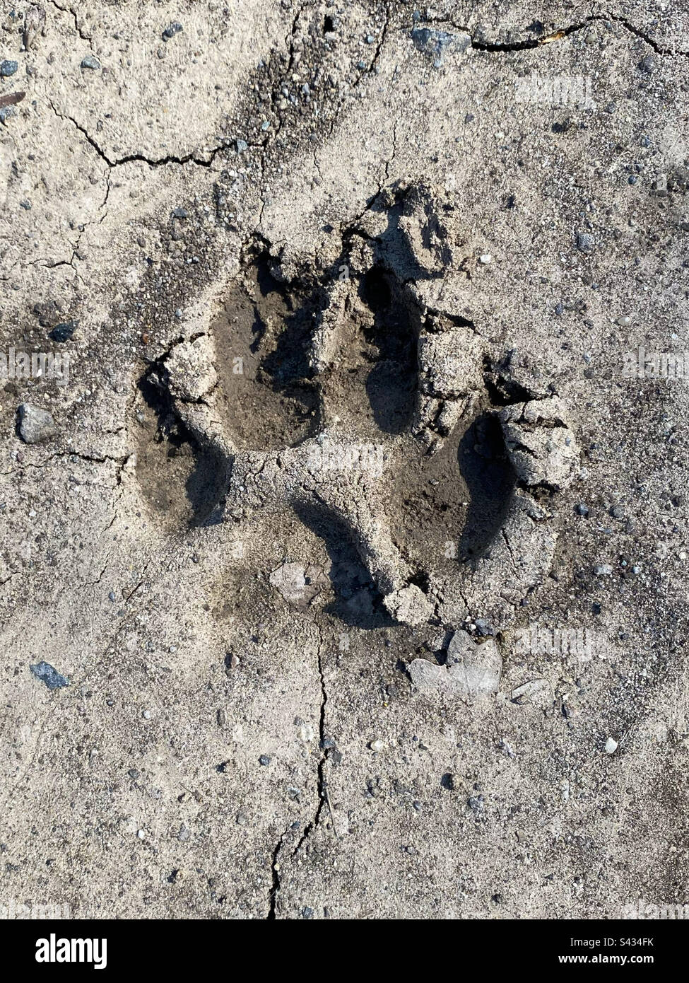 How To Take Dog Footprint at Dollie Guth blog