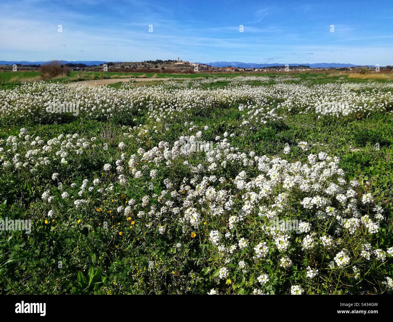 Landscape of the dry pond and the village of Montady. Occitanie, France ...