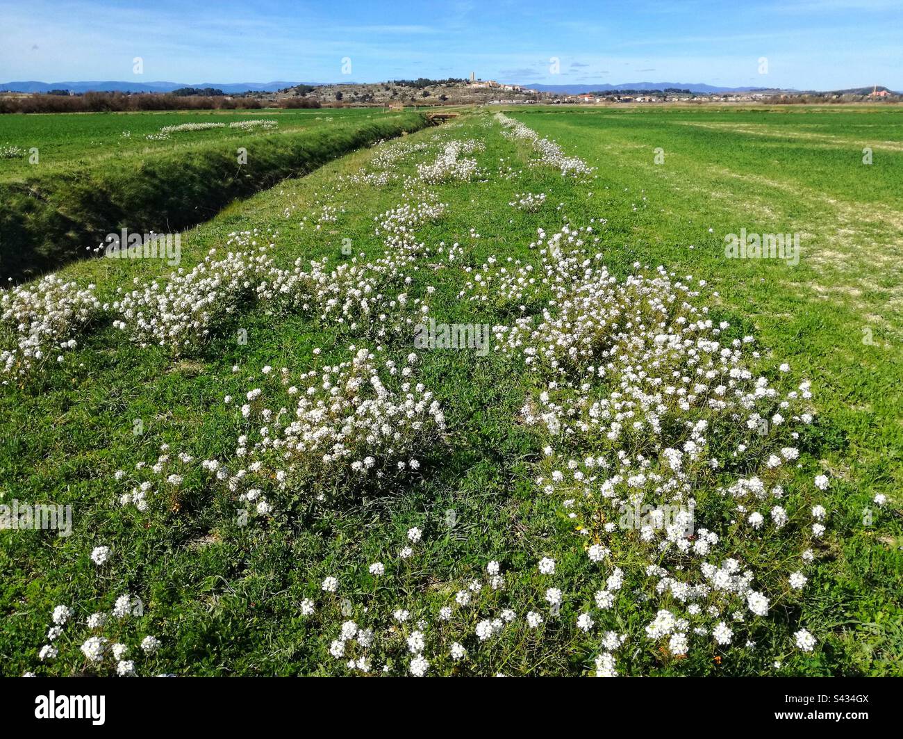 Landscape of the dry pond and the village of Montady. Occitanie, France ...