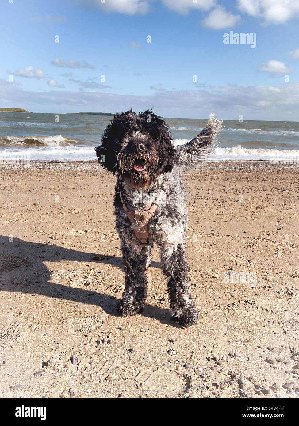 Cockapoo beach hi-res stock photography and images - Alamy