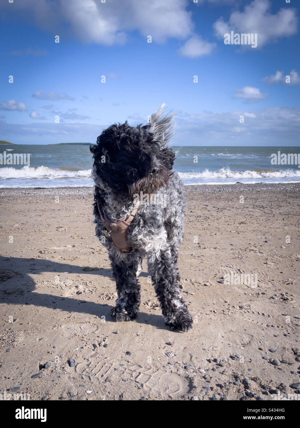 Cockapoo beach hi-res stock photography and images - Alamy