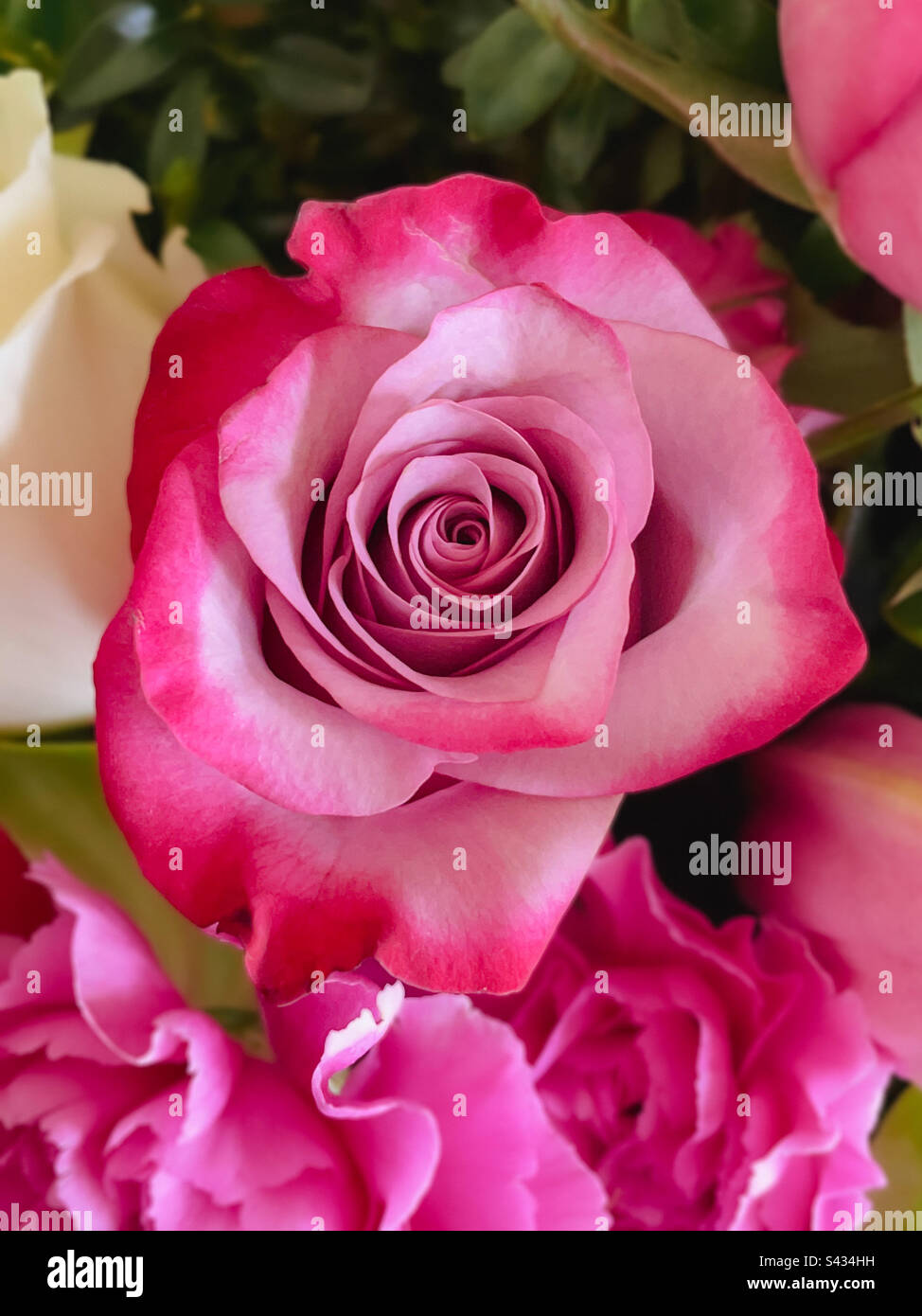 Kb Rose English Tea Garden