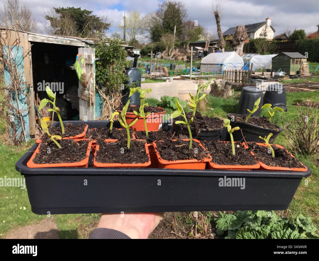 Allotment gardening tray of dwarf bean seedlings ready planting April ...
