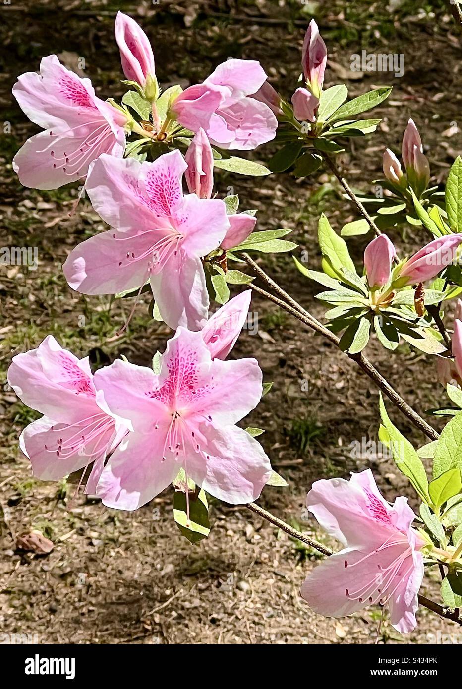 Azaleas in nature hi-res stock photography and images - Alamy