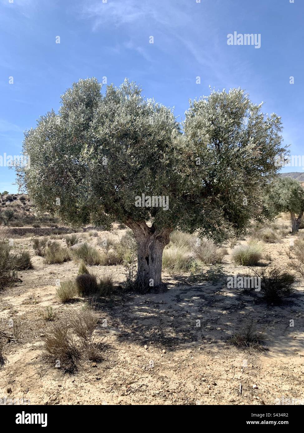 Big olive tree hi-res stock photography and images - Alamy